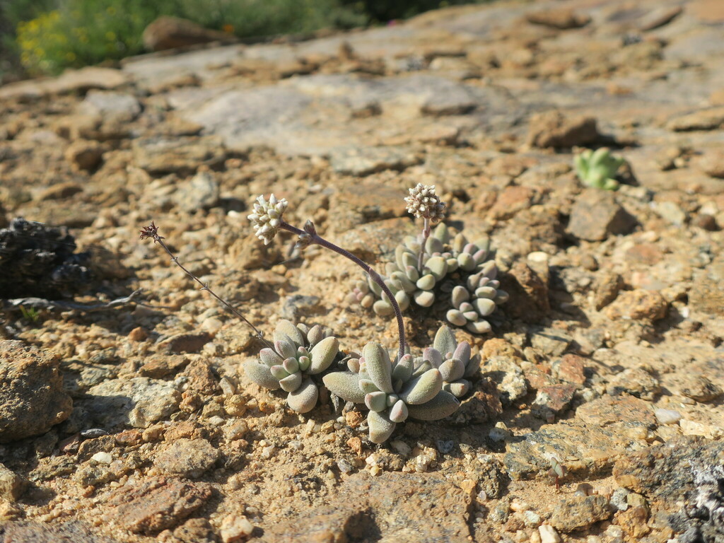 Crassula namaquensis from Namakwa District Municipality, South Africa ...