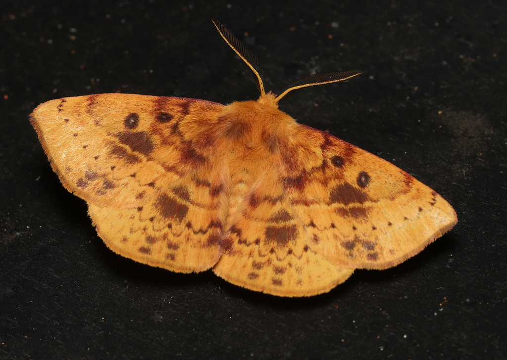 Anthela directa from Deer Vale NSW 2453, Australia on October 11, 2023 ...