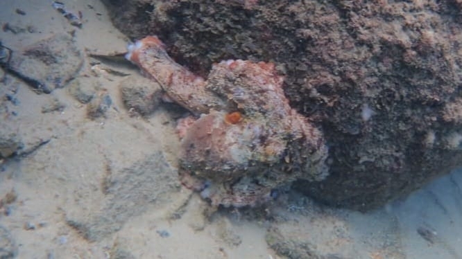 Octopus from Australia on August 10, 2024 at 11:10 AM by Liz Snow ...