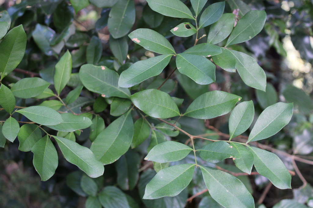 Guioa from Orange Grove trail Smiths Lake NSW 2428, Australia on August 10, 2024 at 11:38 AM by ...