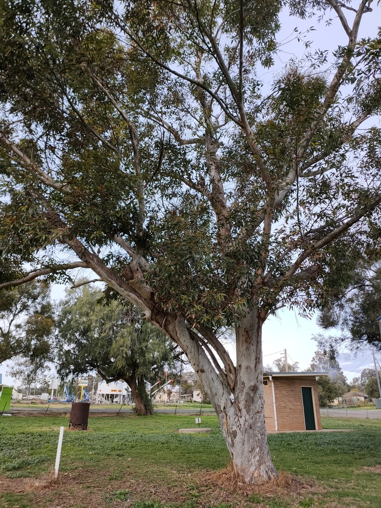 eucalyptus from Mullaley Park, Nombi St, Mullaley NSW 2379, Australia ...