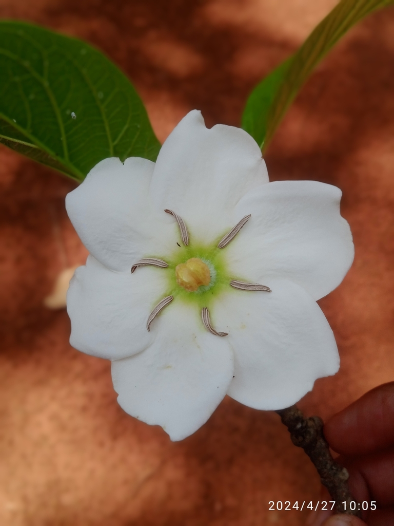 Mountain Pomegranate from Bastar, IN-CT, IN on April 27, 2024 at 10:05 ...