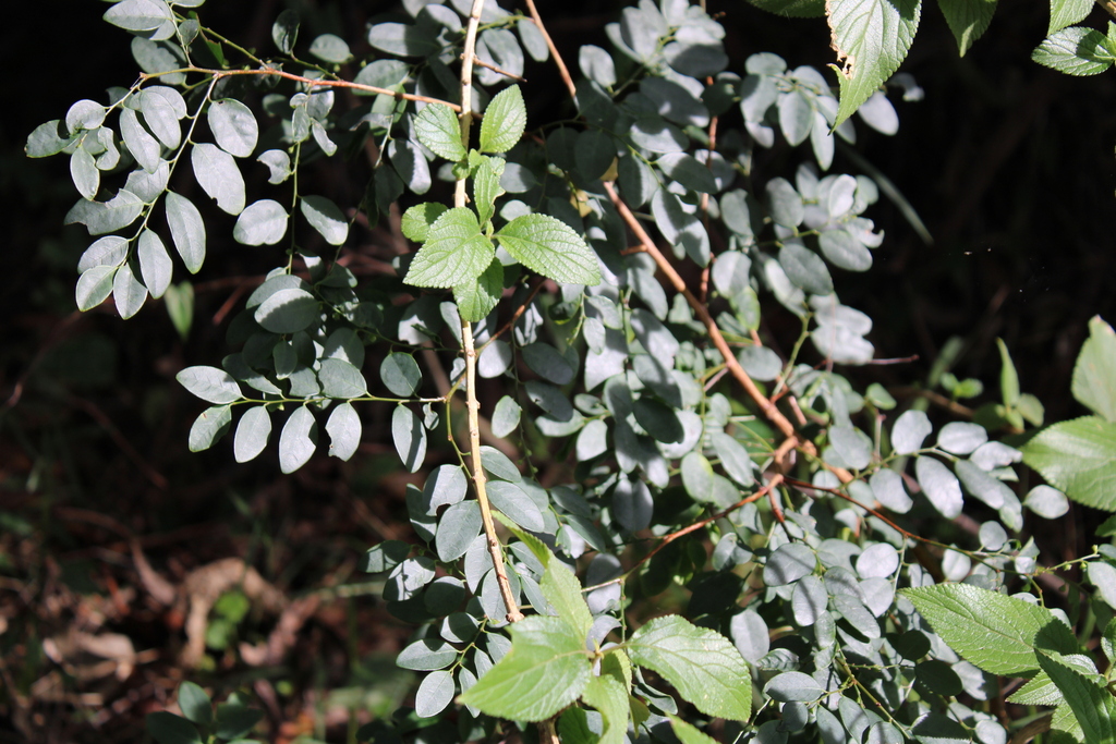 coffee bush from Orange Grove trail Smiths Lake NSW 2428, Australia on August 10, 2024 at 11:44 ...