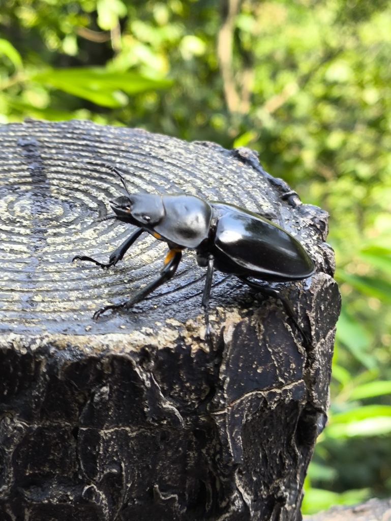 Neolucanus nitidus from Anhui ProvinceChizhou CityQingyang CountyHuatai ...
