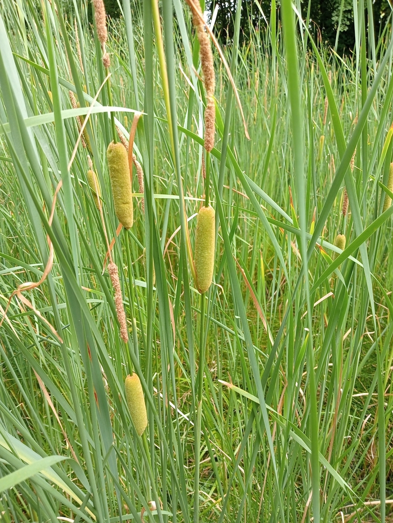 Cattails from Osbaldwick, York, UK on August 10, 2024 at 08:35 AM by ...