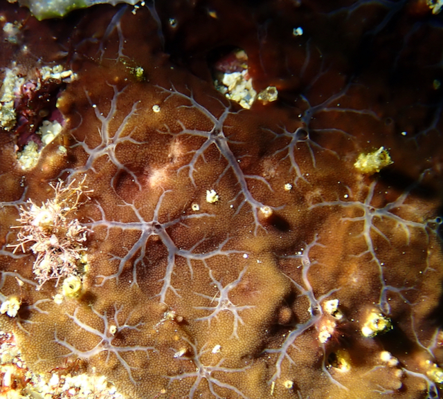 Chalinula milnei from Raymond's, Bunaken, North Sulawesi, Indonesia on ...