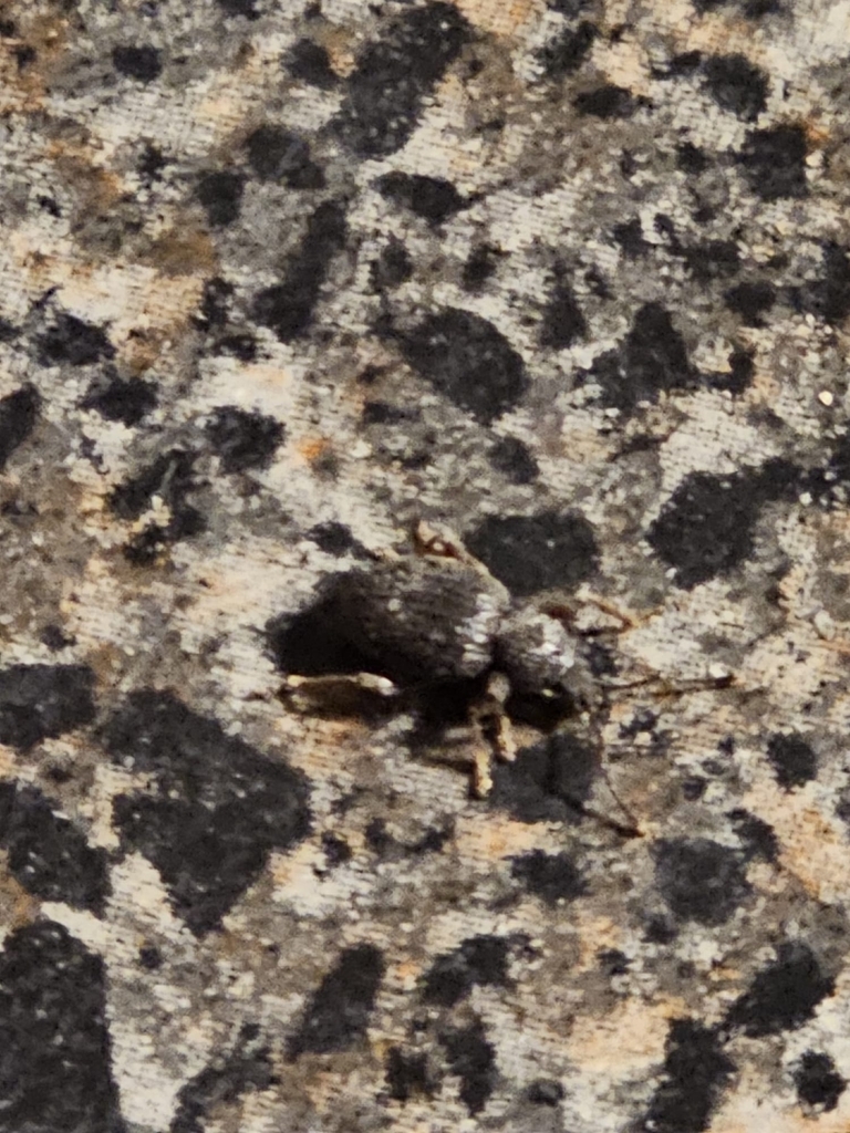 Strawberry Root Weevil from Calgary on August 9, 2024 by Danny ...