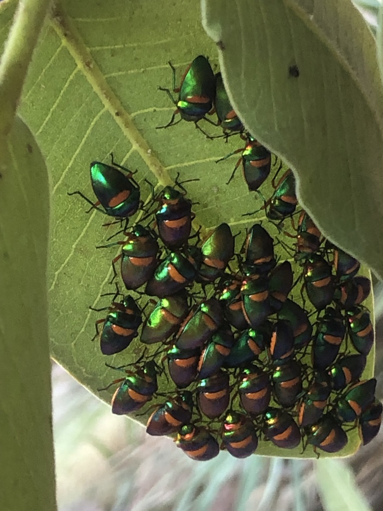 Green Jewel Bug from Judbarra / Gregory National Park, Gregory, NT, AU ...