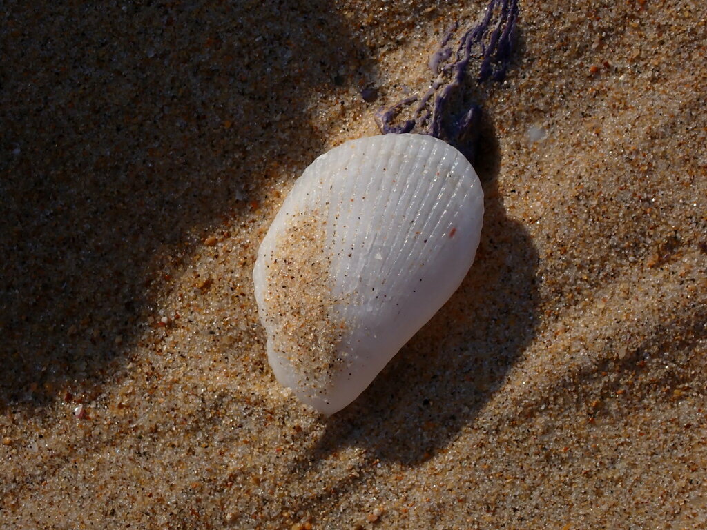 Lima nimbifer from Bundagen NSW 2454, Australia on August 10, 2024 at 03:30 PM by Adrian Gale ...