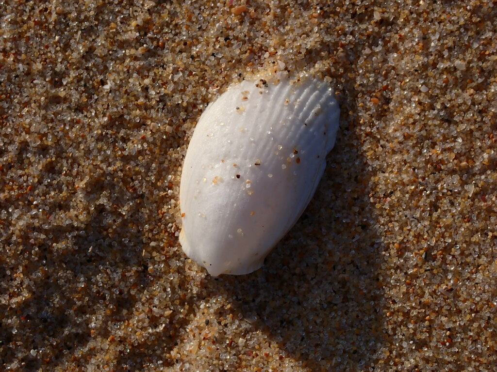 Limatula strangei from Bundagen NSW 2454, Australia on August 10, 2024 at 03:42 PM by Adrian ...