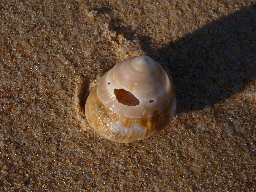 scaly small star from Bundagen NSW 2454, Australia on August 10, 2024 ...