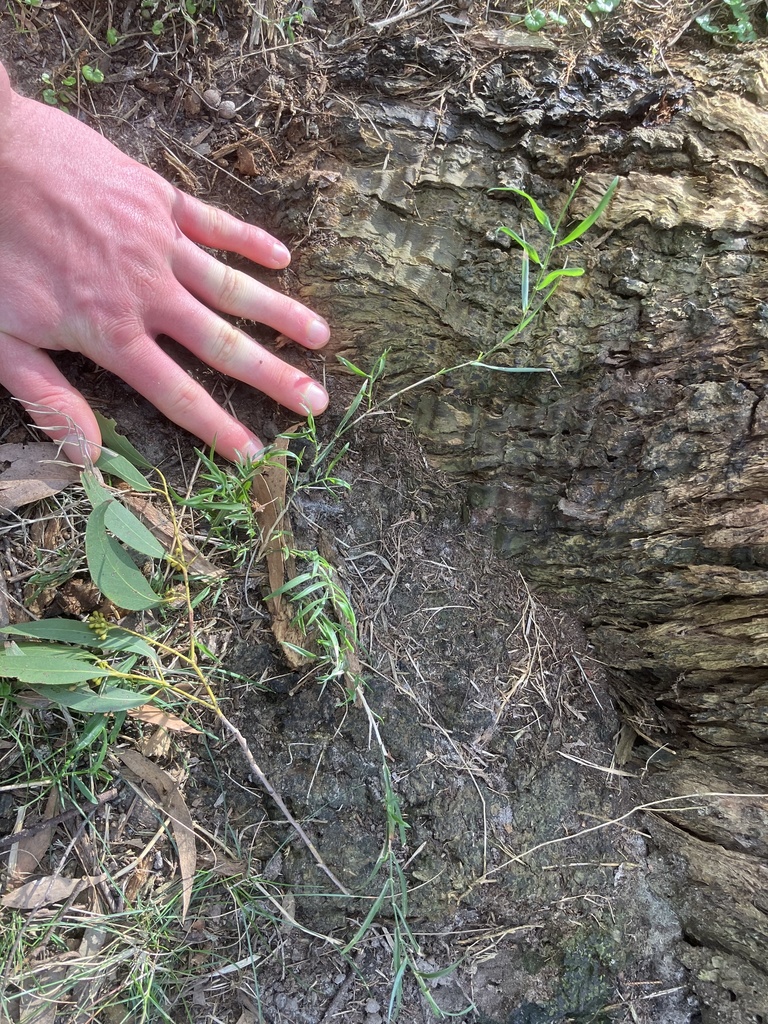 Tetrarrhena distichophylla from Upper Beaconsfield Nature Conservation Reserve, Beaconsfield ...