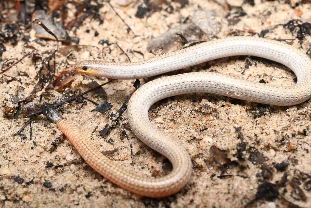 Sedgelands Worm-lizard in July 2024 by Bryce van der Heide · iNaturalist