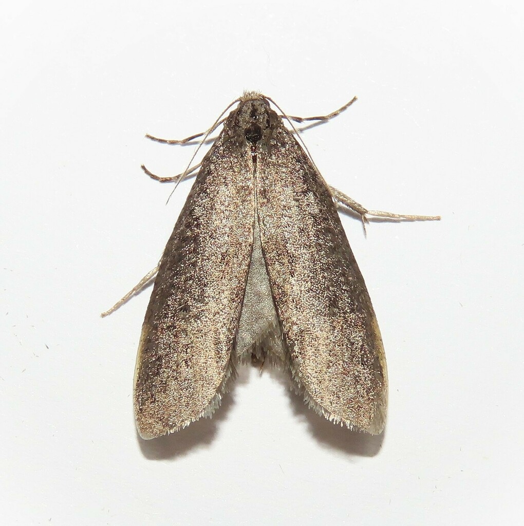 Bagworm Moths from Wallaga Lake NSW 2546, Australia on July 17, 2024 at ...