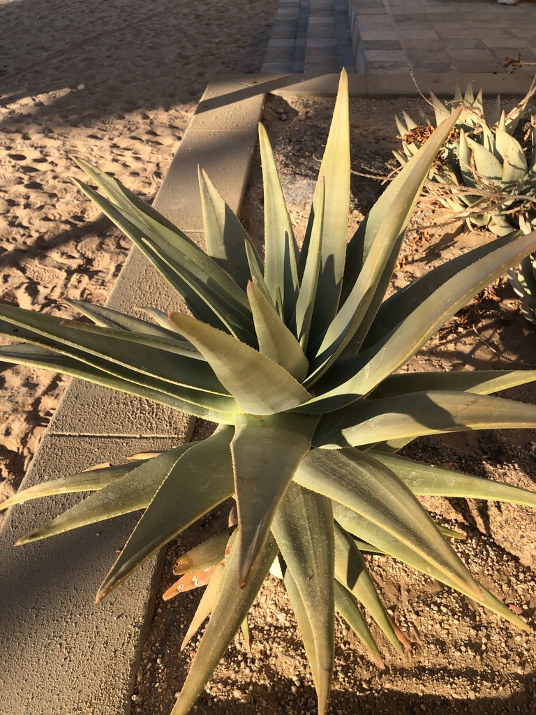 Sandpaper Aloe from Namib-Naukluft Park, Erongo, NA on August 9, 2024 at 05:40 PM by mutewa ...