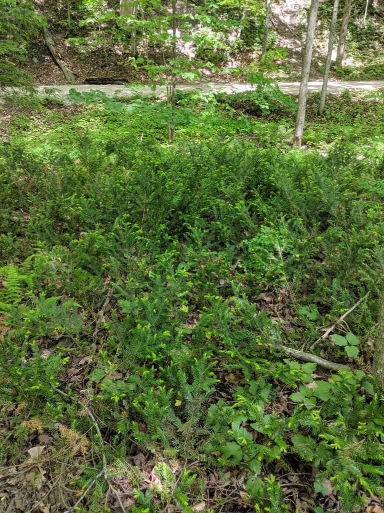 Canadian yew from Owen Sound, ON, Canada on June 12, 2019 at 02:42 PM ...