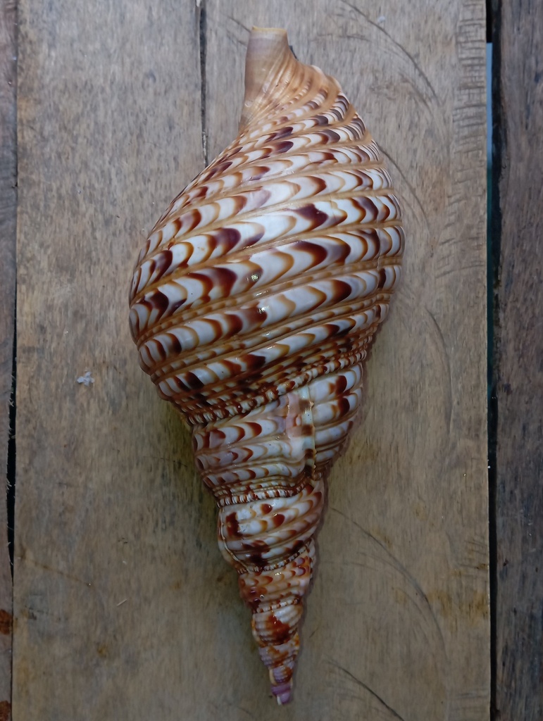 Giant Triton Snail from Banggai Kepulauan, Sulawesi Tengah, Indonesia ...