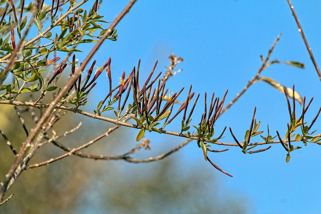 Slender Mistletoe from Oribi Flats #4, South Africa on August 8, 2024 ...