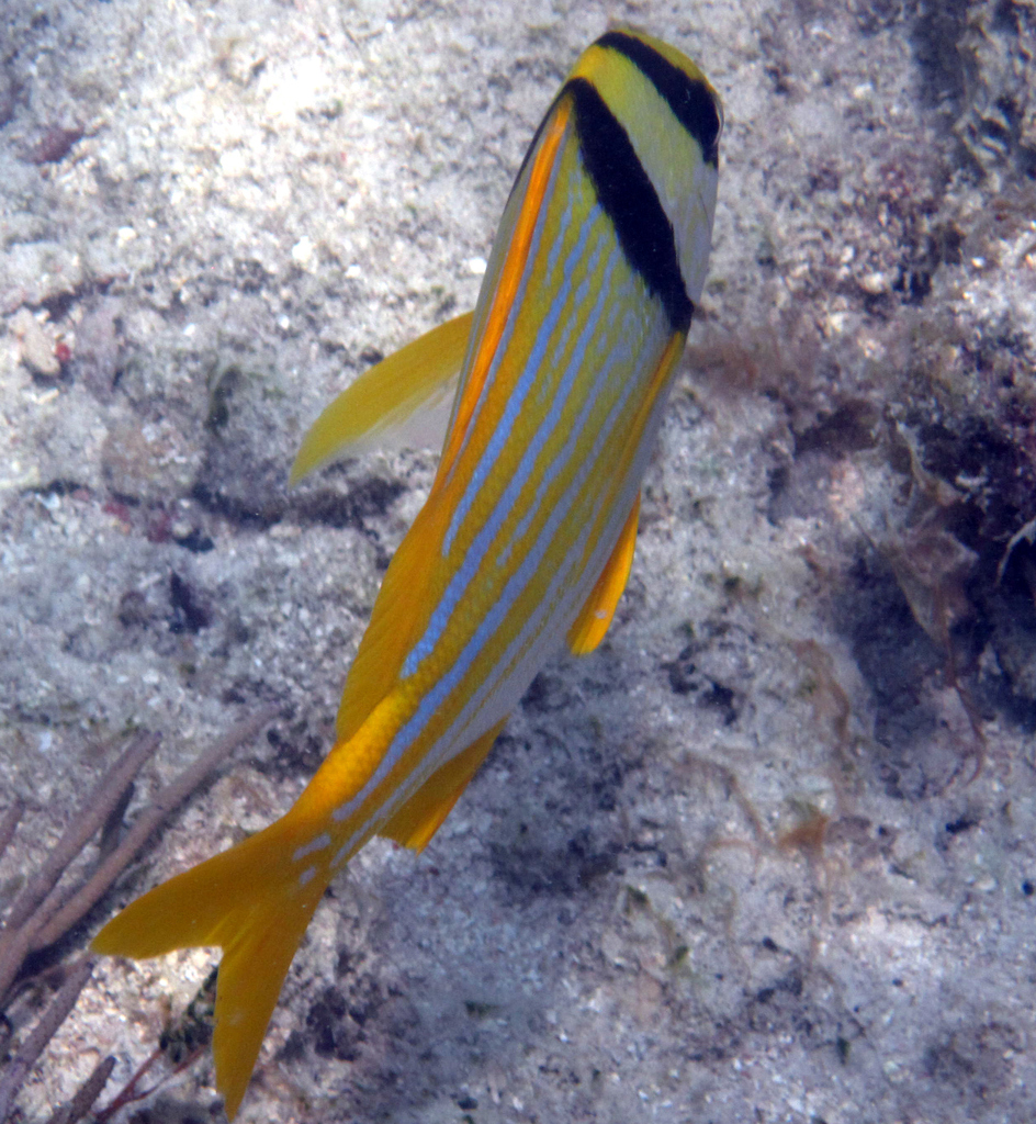 Grunts (Haemulidae) - Marine Life Identification