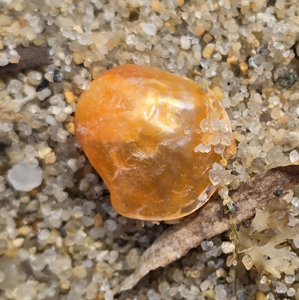 Common Jingle from East Falmouth, Falmouth, MA 02536, USA on August 9, 2024 at 11:24 AM by Erin ...