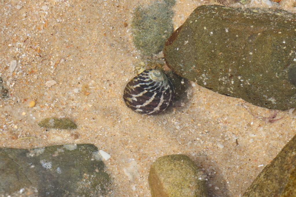 Zebra Top Snail from Caloundra - Kawana, Queensland, Australia on ...