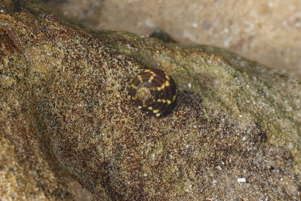 Zebra Top Snail from Caloundra - Kawana, Queensland, Australia on ...