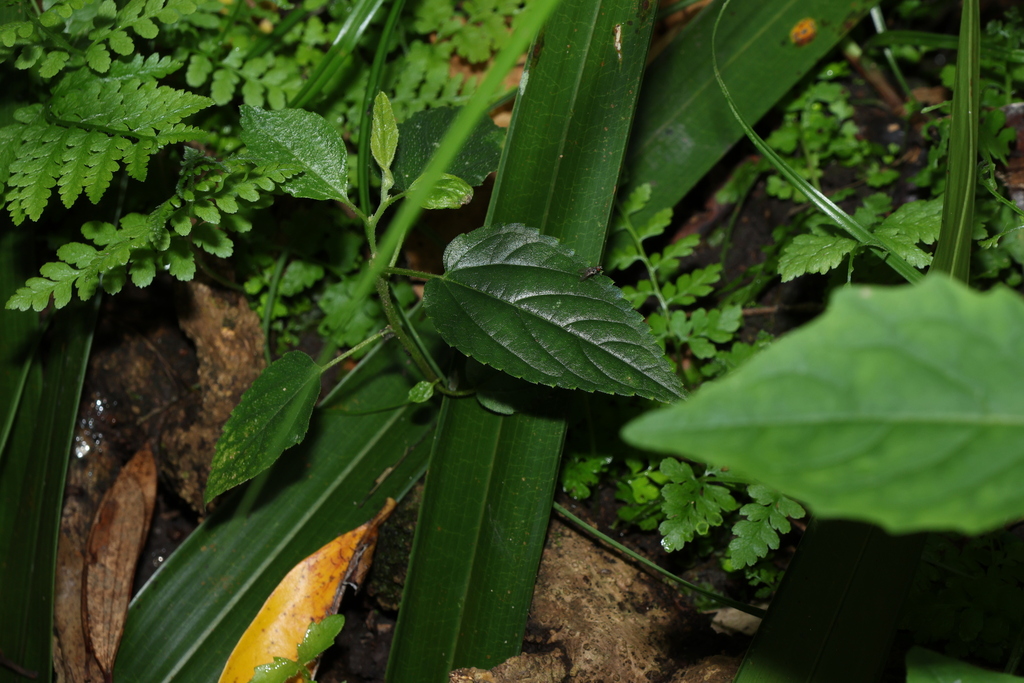 Nettle Tree from Birtinya QLD, Australia on August 10, 2024 at 03:23 PM ...