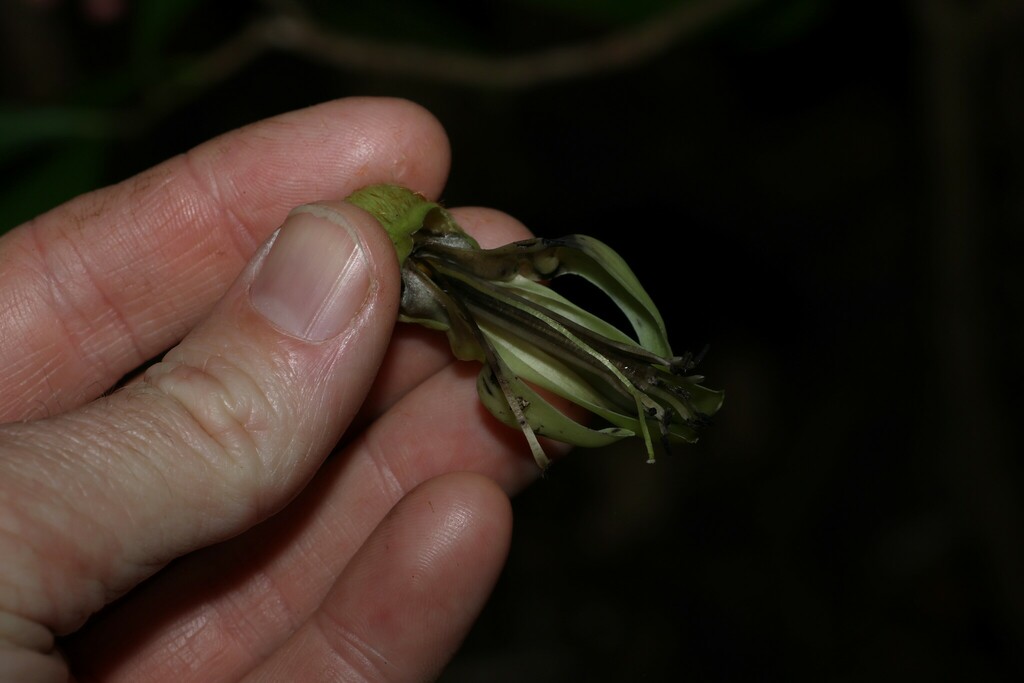 Burny Bean from Birtinya QLD, Australia on August 10, 2024 at 03:43 PM ...