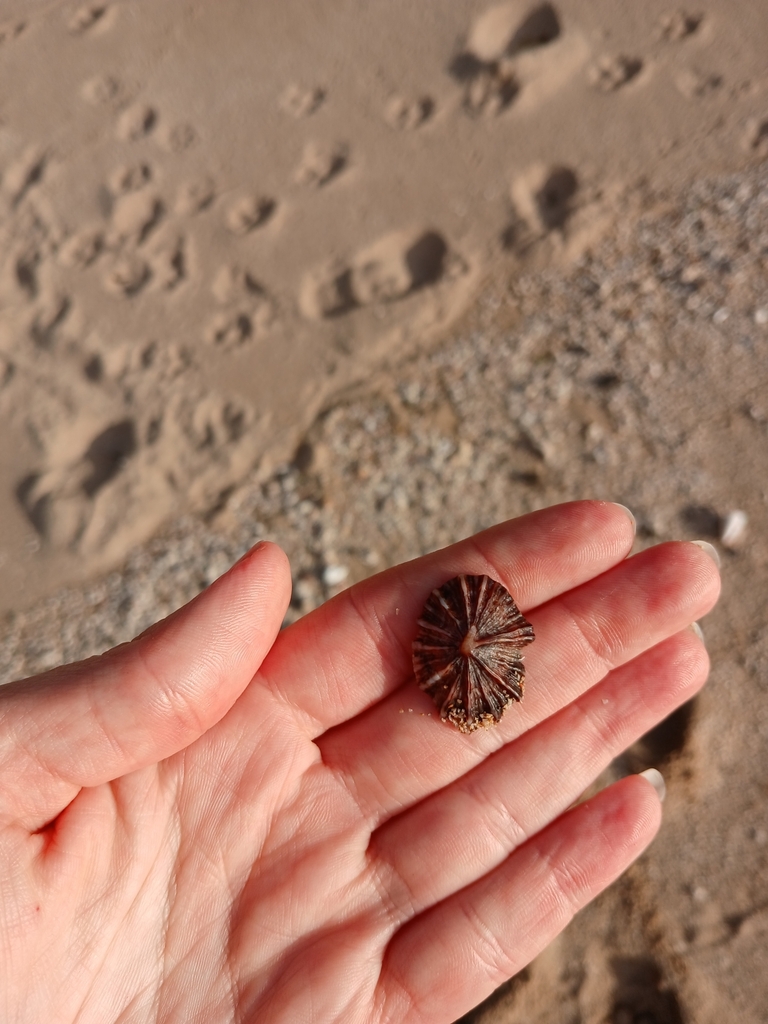 Indian-Westpacific Form Group from Mer Island QLD 4875, Australia on ...