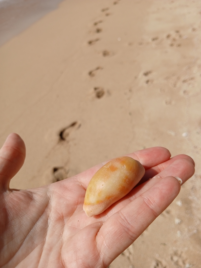 Carnelian Cowry from Mer Island QLD 4875, Australia on August 9, 2024 ...