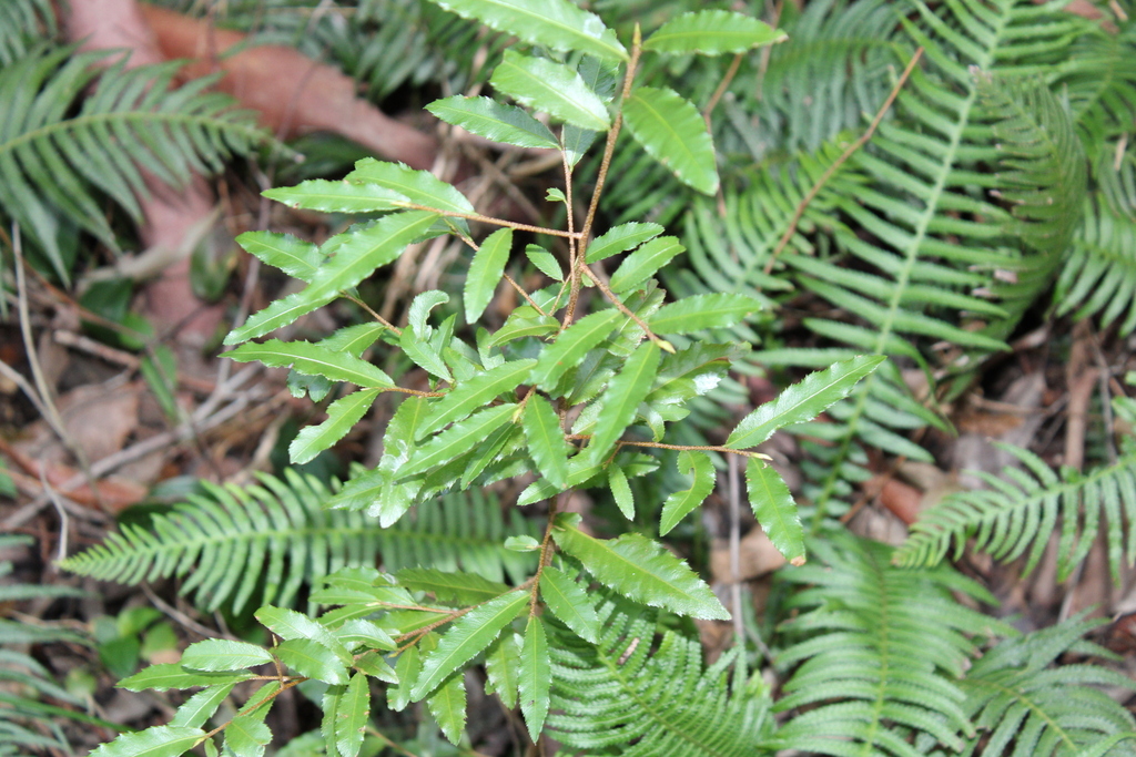 Small-leaved plane from Orange Grove trail Smiths Lake NSW 2428, Australia on August 10, 2024 at ...