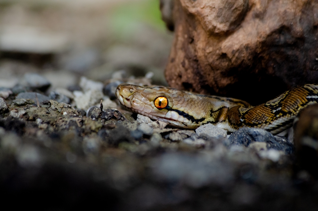 Reticulated Python from H3C9+X58, San Joaquin, Iloilo, Philippines on ...