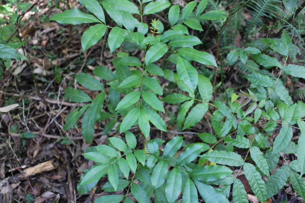 scentless rosewood from Orange Grove trail Smiths Lake NSW 2428, Australia on August 10, 2024 at ...