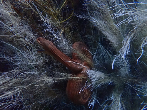 Aquatic File Snakes (Acrochordidae) - Snakes and Lizards