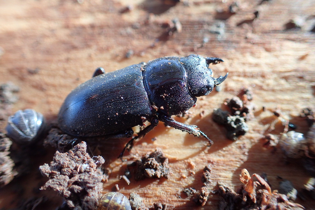 Dorcus rectus rectus in December 2014 by hakkahamushi · iNaturalist