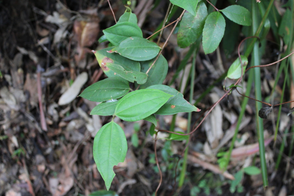 scrub turpentine from Orange Grove trail Smiths Lake NSW 2428, Australia on August 10, 2024 at ...
