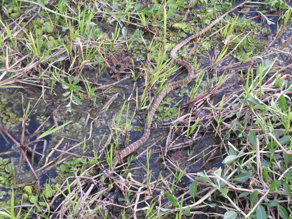 Darwin Carpet Python from Kakadu NT 0822, Australia on July 31, 2024 at ...