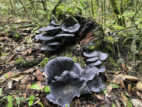 Hongo azul (Omphalotus mexicanus)