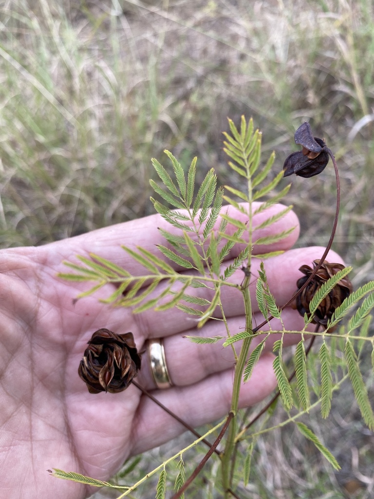 Illinois bundleflower from N Bowman Springs Rd, Arlington, TX, US on ...