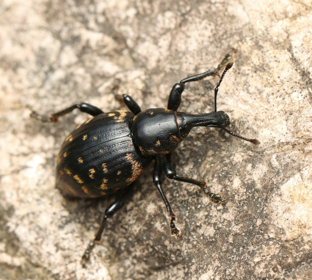 Butterbur Weevil from Tatra County, Polen on August 7, 2024 at 03:36 PM ...