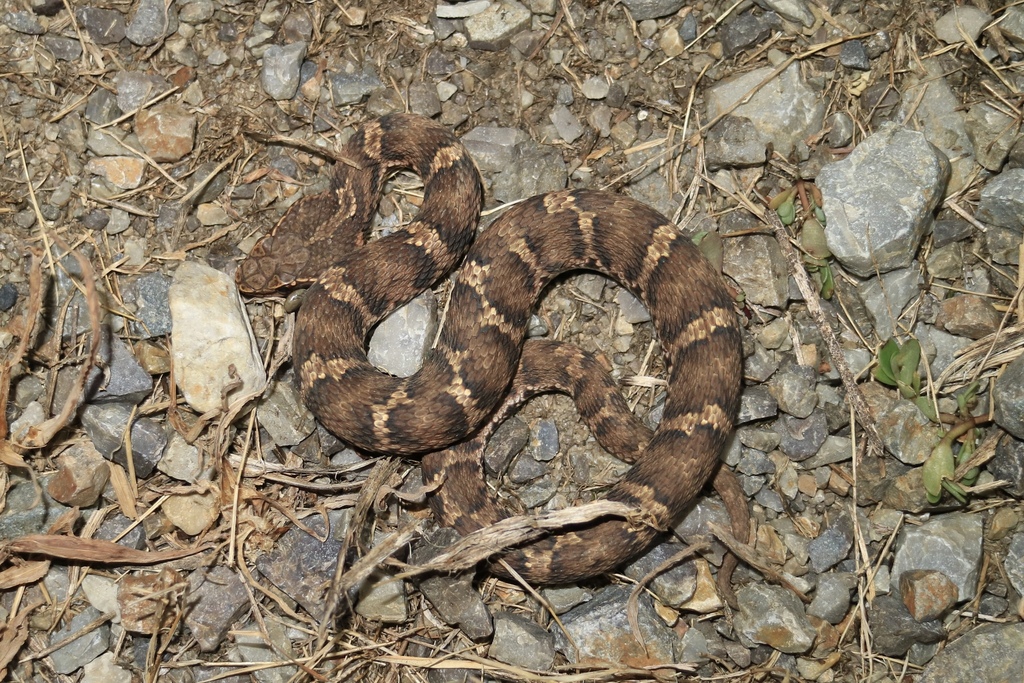 Short-tailed Mamushi in August 2024 by ak_s · iNaturalist