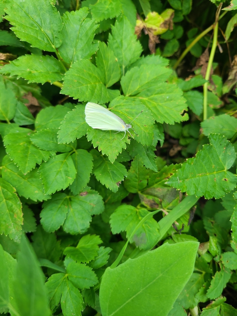 Mustard White from Kentville, NS B4N 1E1, Canada on August 10, 2024 at ...