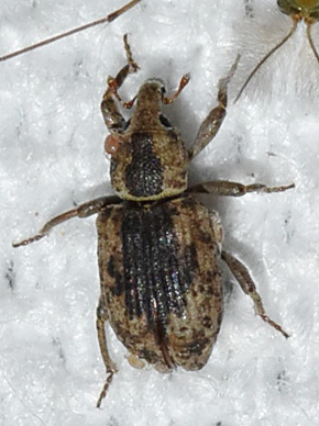 Rice Water Weevil from UV light, Sunset, LA 70584, USA on August 06 ...