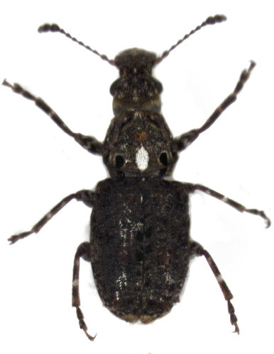 Genus Lophus · iNaturalist