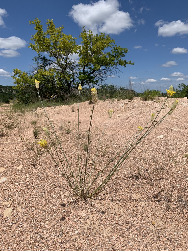 Golden Prairie Clover (Dalea aurea) - Botanical Realm