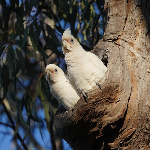 Little Corella (Wildlife at airports near Sydney) · iNaturalist