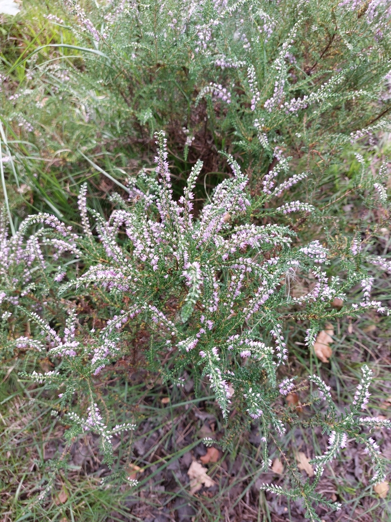 common heather from Selby YO8 5DA, UK on August 10, 2024 at 11:40 AM by ...