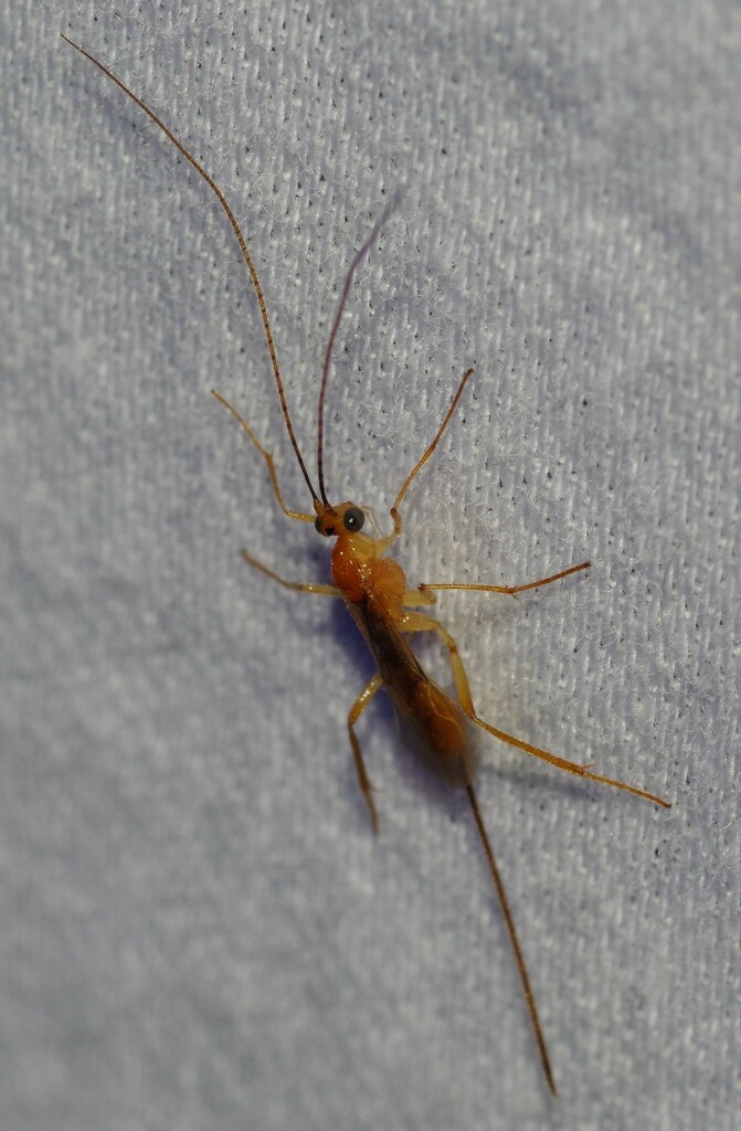 Macrocentrus from West Cape May, NJ 08204, USA on August 4, 2024 at 08: ...