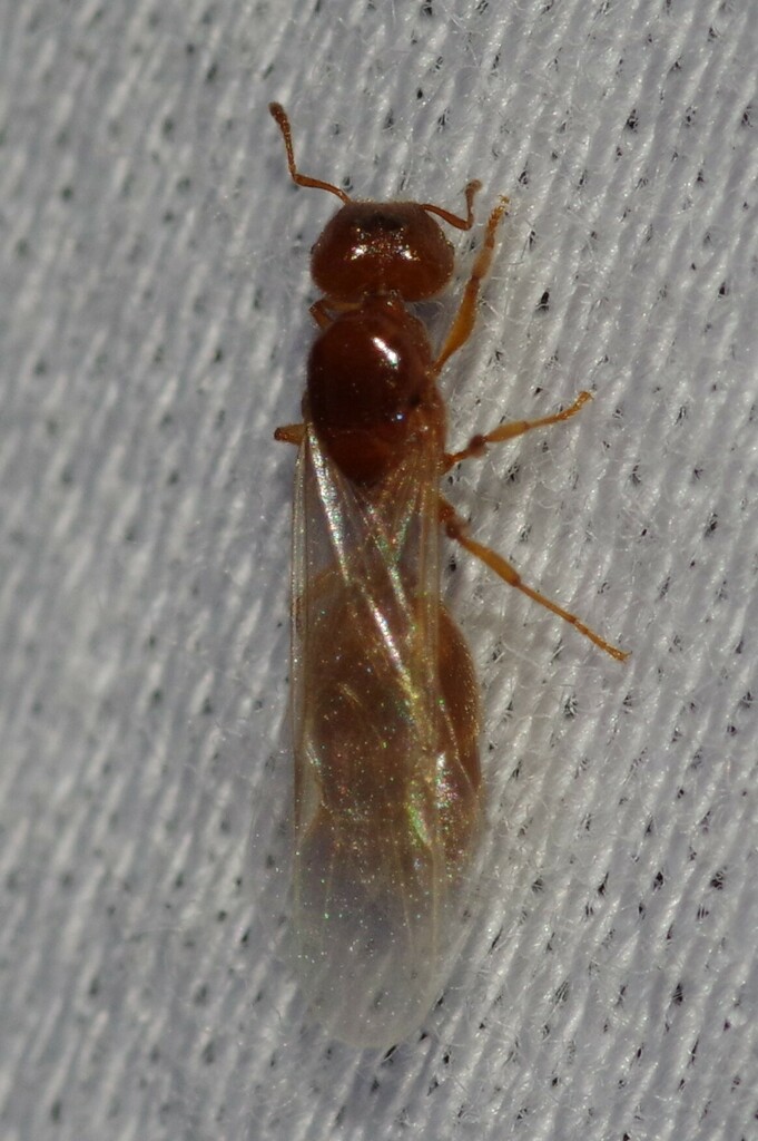 Variable Big-headed Ant from West Cape May, NJ 08204, USA on August 4 ...