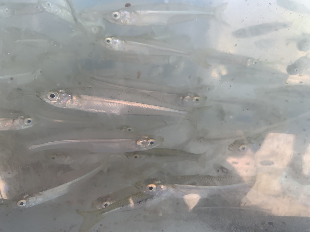 Atlantic Silverside from Pier 4 Beach, New York, NY, US on August 10 ...